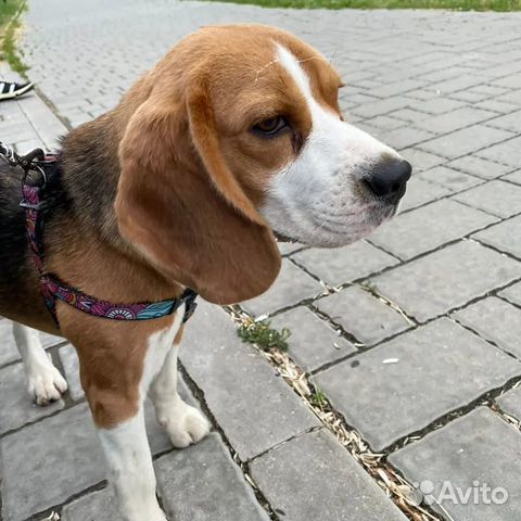 Бигль