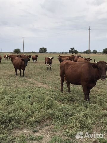 Продается корова