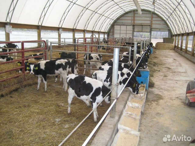 Бычки и телята