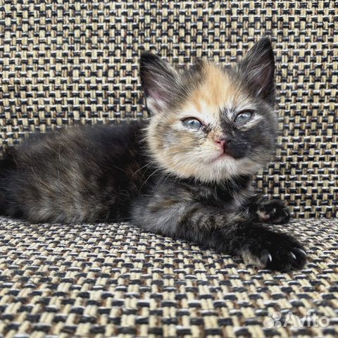 Котенок в добрые руки