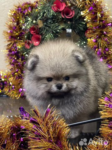 Померанский шпиц Лав Ис Топ Роллс Ройс