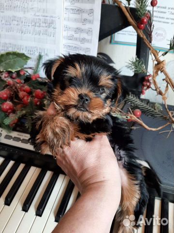 Йоркширский терьер девочка мини