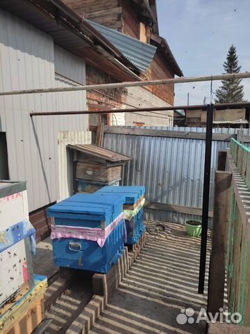 Пчелосемьи