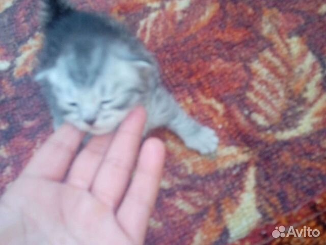 Весело ухие