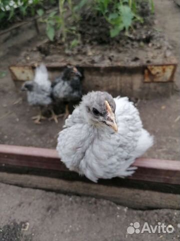 Цыплята кур несушек