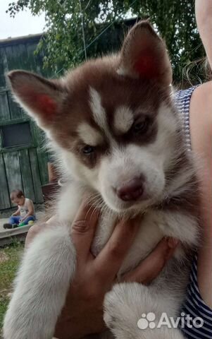 Щенки сибирской хаски