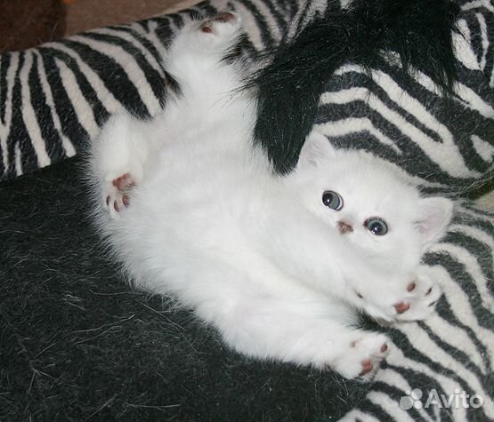 Красивый окрас, британцы