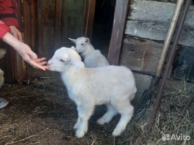 Чистокровные козлятки