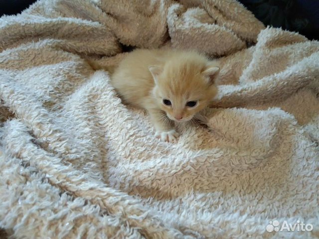 Котята бесплатно