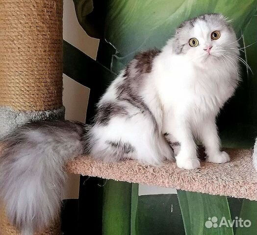 Отдам породистую кошечку