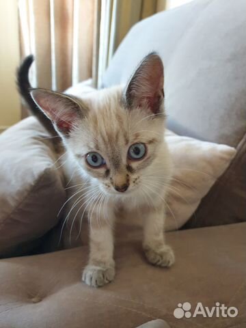 Котята Охос Азулес
