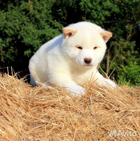 Белоснежный Сиба ину. Кобель