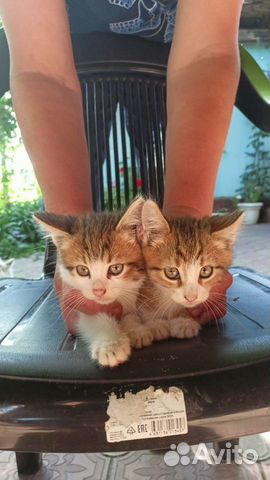 Котята в добрые руки мальчики