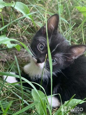 Отдам котенка
