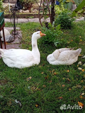 Гуси