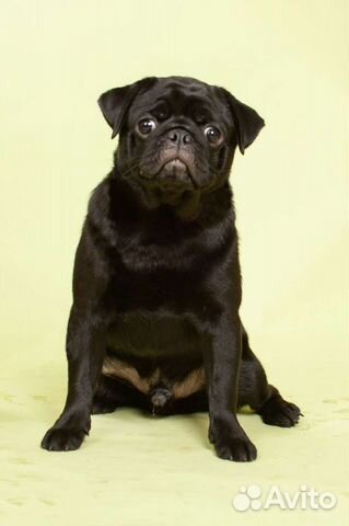 Мопс "шоу" Класса