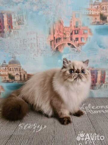 Красавчик синеглазый