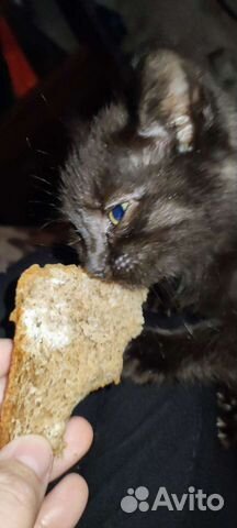 Маленькие кошечки