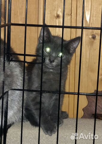 Котенок мальчик в добрые руки