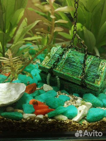 Молодь улиток ампулярии