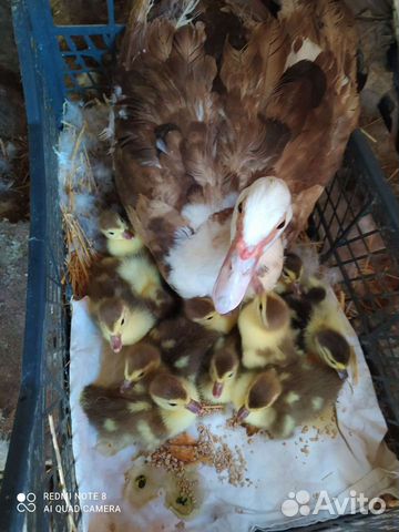 Продаются индоутята