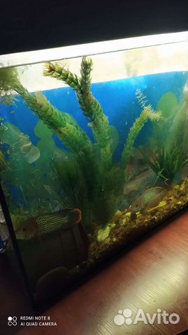 Голубая Акара