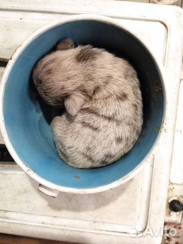 Чихуа лиловая мерле Кнопочка