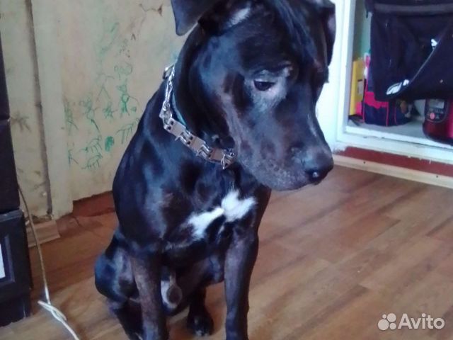 Пит бультерьер