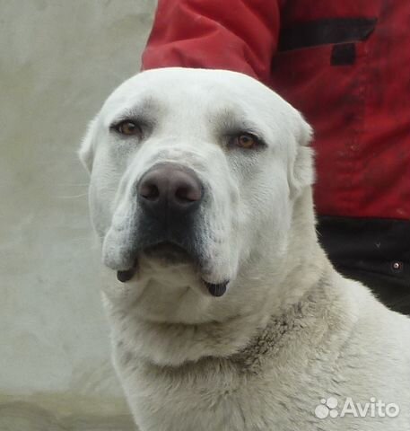Заморский принц сао на вязку
