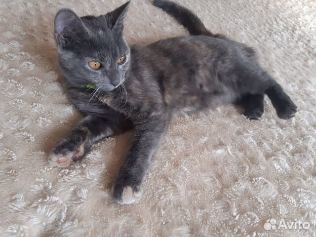 Кошечка - символ года