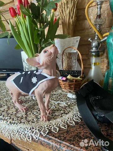 Кот на вязку сфинкс