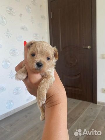 Мальтипу f1 micro эксклюзив на площадке в России