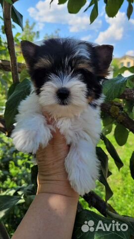 Бивер малыш