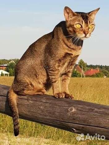 Котята английской азиатской табби