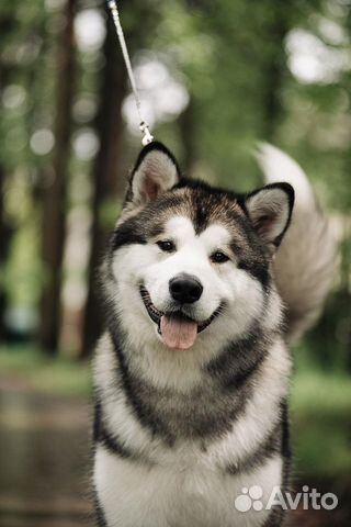 Аляскинский маламут вязка