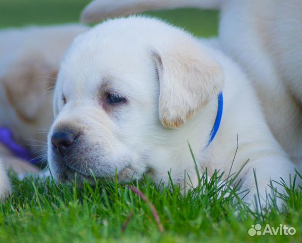 Продам щенков лабрадора