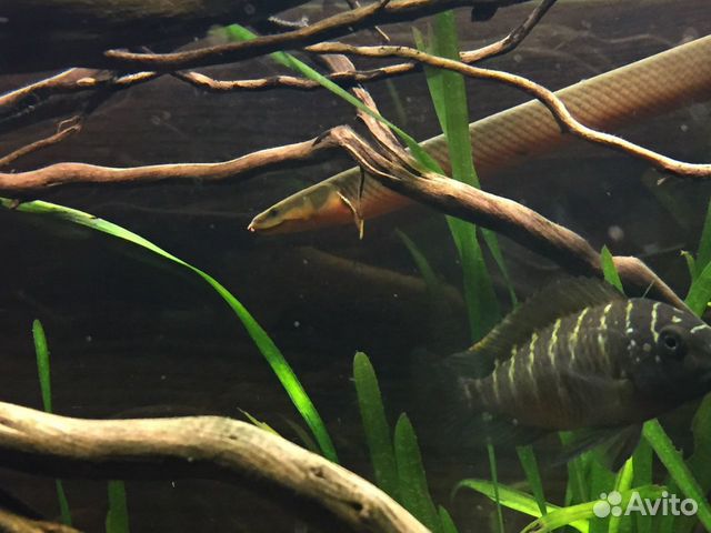 Каламоихт рыба змея