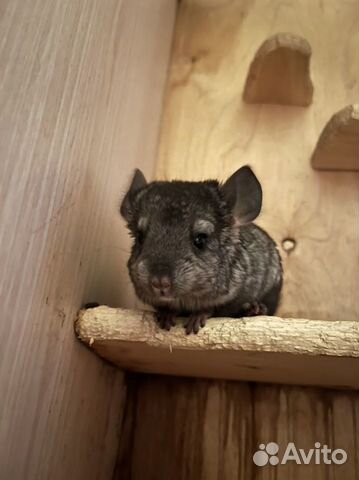 Шиншилленок Мальчик шиншилла 1 мес