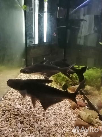 Отдадим больших рыб