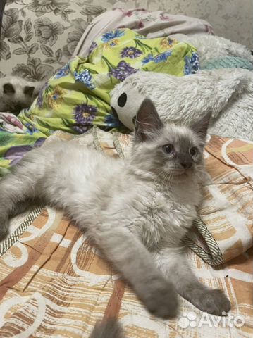 Котята