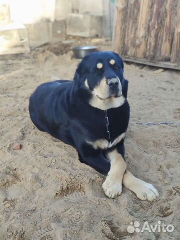 Среднеазиатская овчарка алабай вязка
