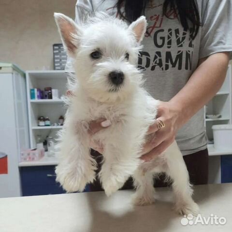 Вест хайленд вайт терьер