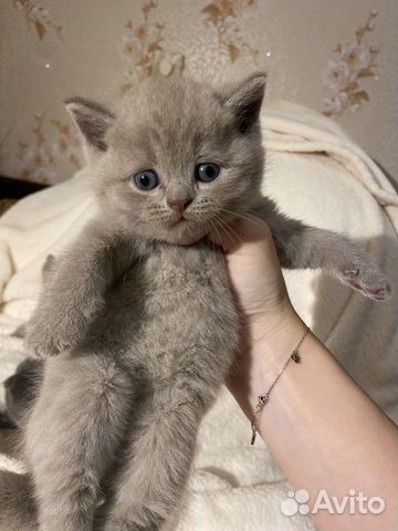 Британские, вислоухие котята