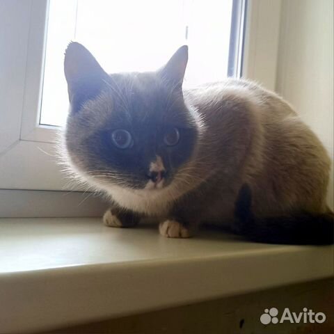 Котик Кексик нуждается в Вас