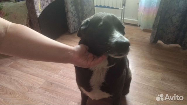 Вязка лабрадор девочка