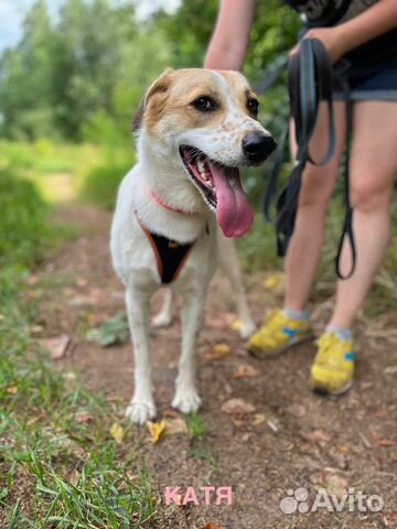 Веснушка в добрые руки