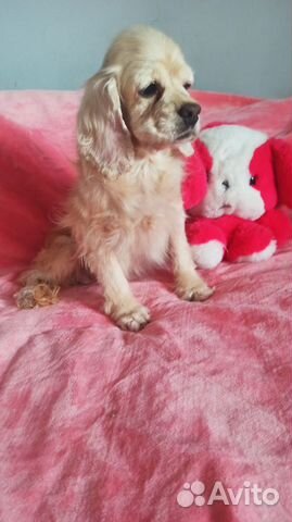 Американский кокер спаниель