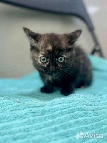 Малышка сьюзи