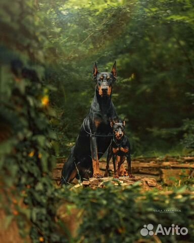 Цвергпинчер (мини доберман)