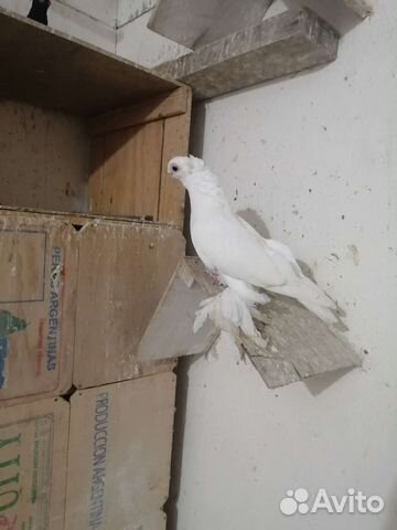 Продажа голубей